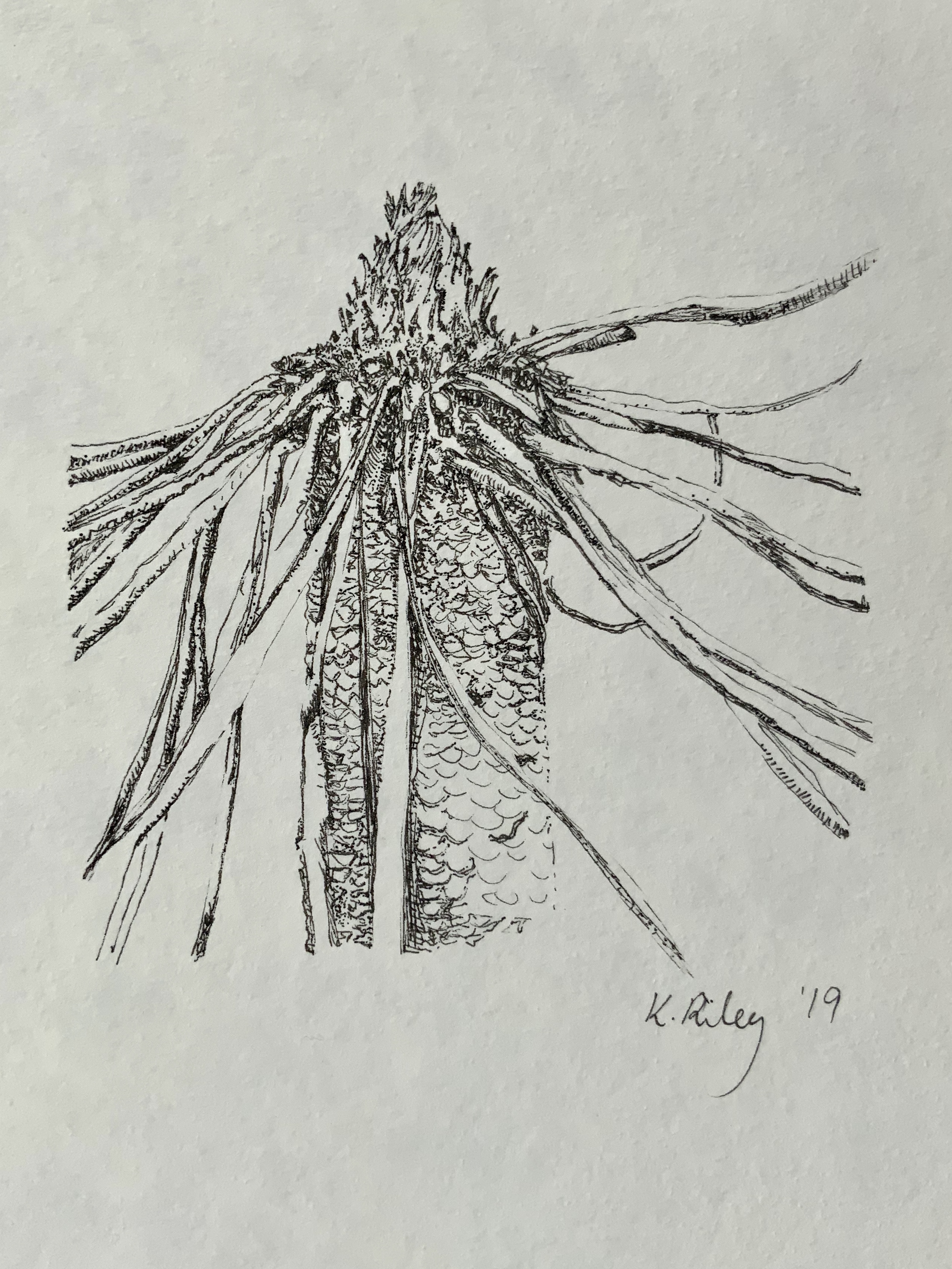 INK DRAWING – Kate Riley